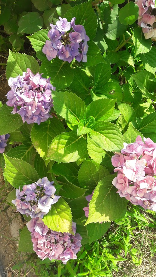 3 trucuri ca sa cresti hortensii superbe | GabiRalea.ro | DIY & Living